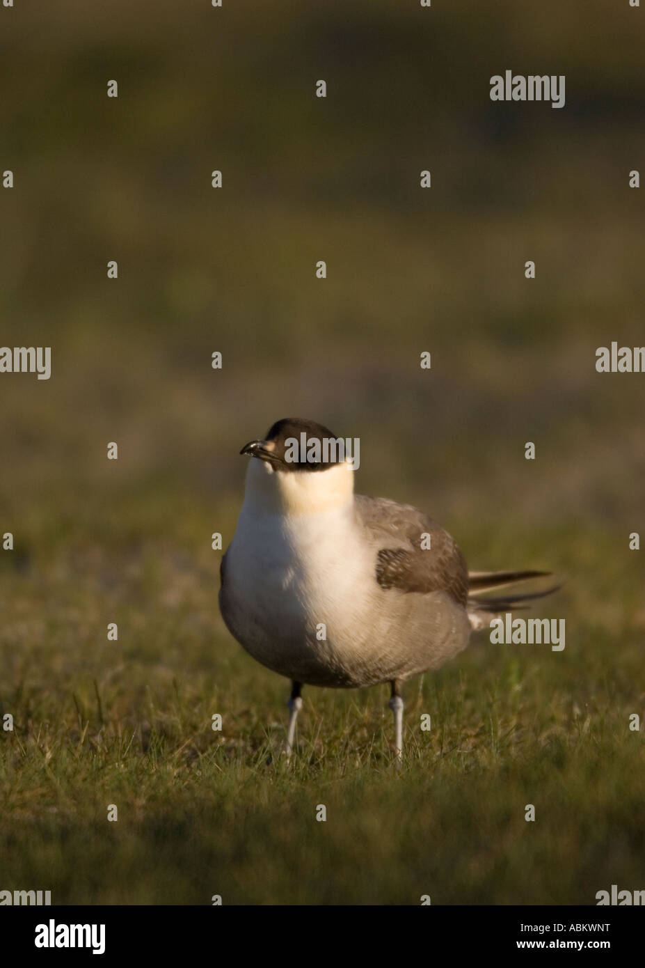Arctic Skua looking up Stock Photo - Alamy
