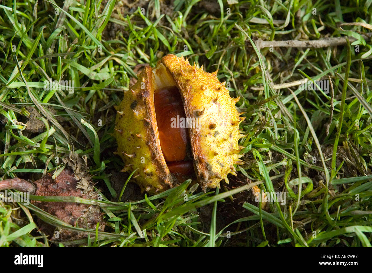 Fruit case of the Horse Chestnut or Conker Tree, Aesculus hippocastanum ...