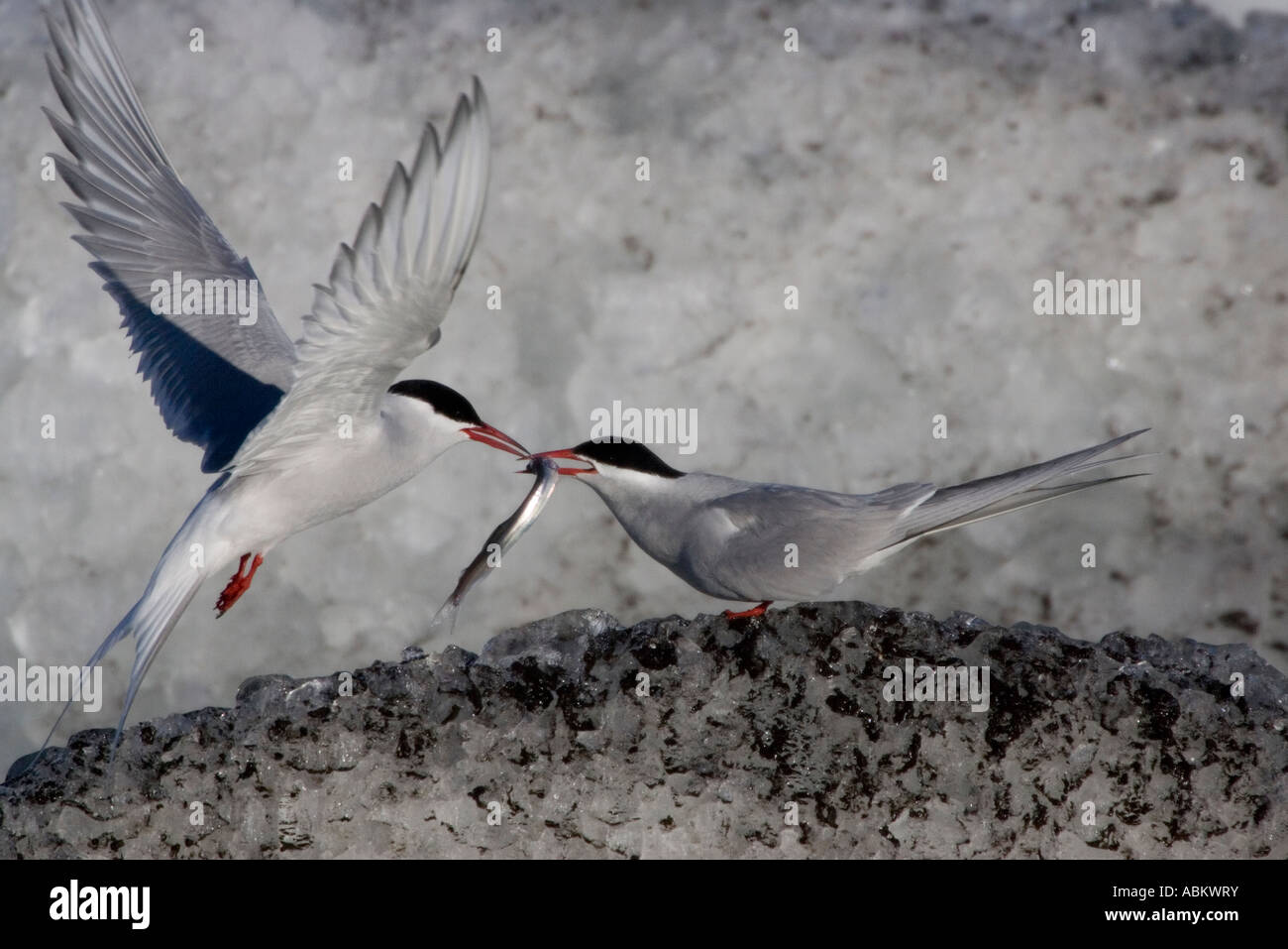 Arctic Terns Courtship Behavior Stock Photo - Alamy