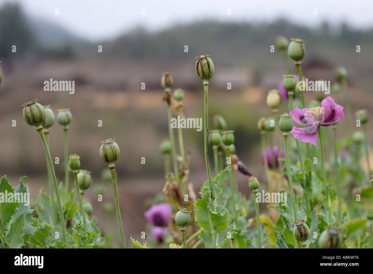 Opium laos hi-res stock photography and images - Alamy
