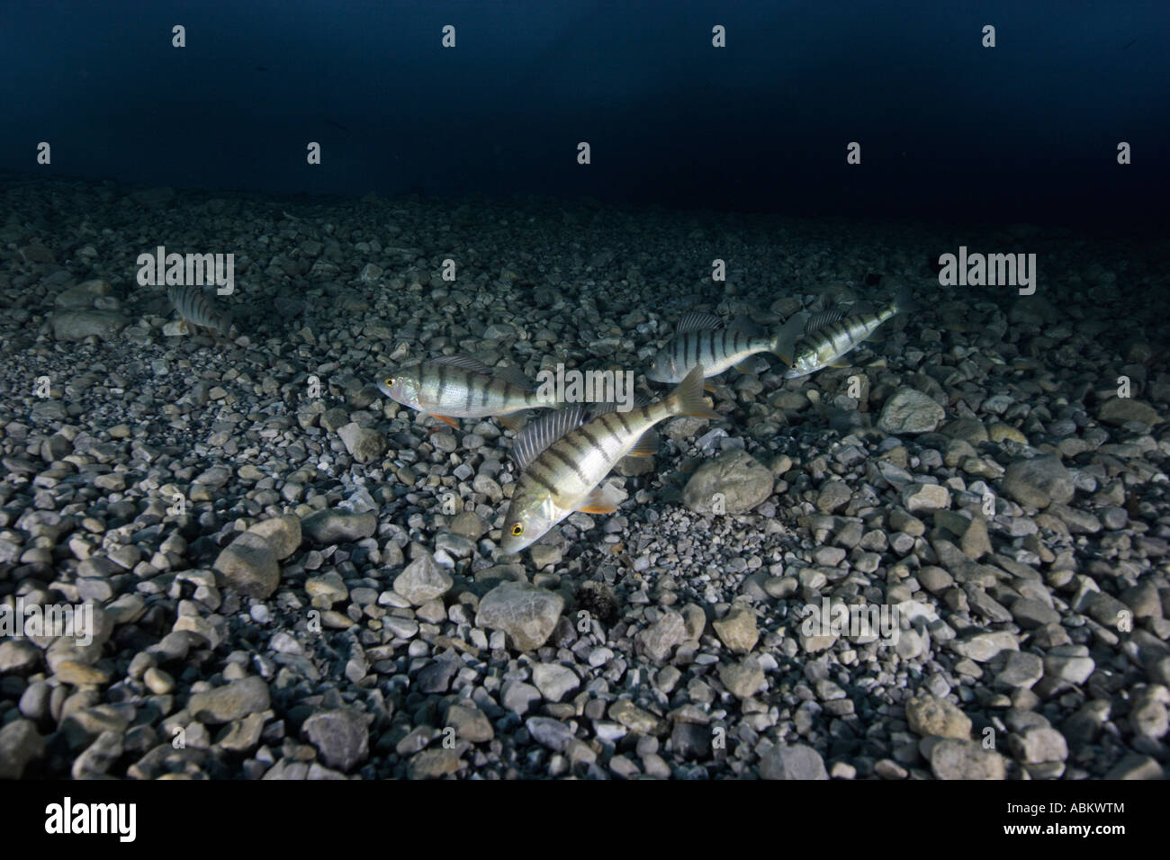 school of European perch in a frozen lake, Perca fluviatilis Stock ...