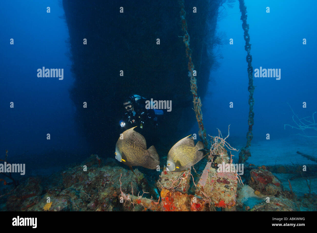 scuba diver with French Angelfish at shipwreck Stock Photo - Alamy