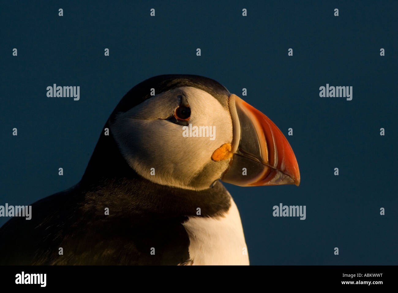 Atlantic Puffin Portrait Stock Photo - Alamy