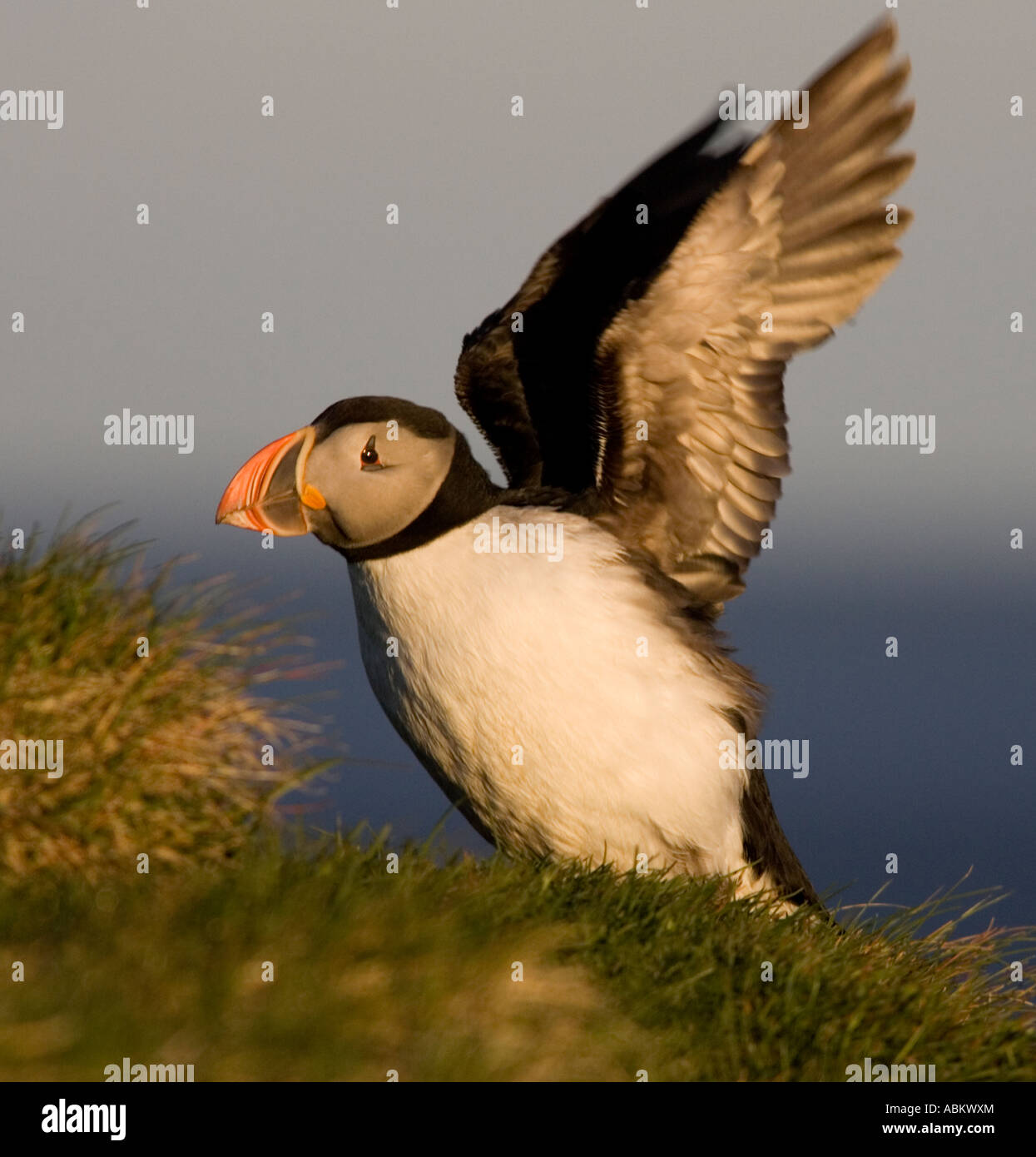 Atlantic Puffin Wing Stretch Stock Photo - Alamy