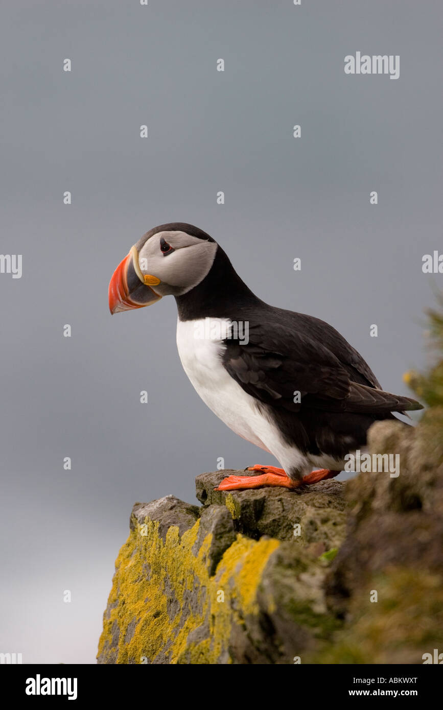 Atlantic puffin on cliffside edge hi-res stock photography and images ...