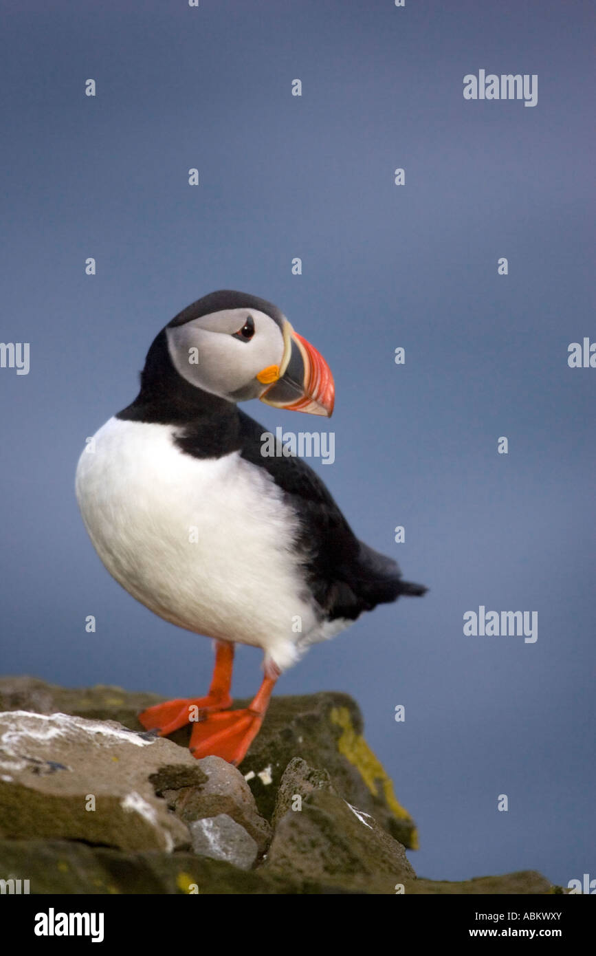 Atlantic Puffin on Ledge Stock Photo - Alamy