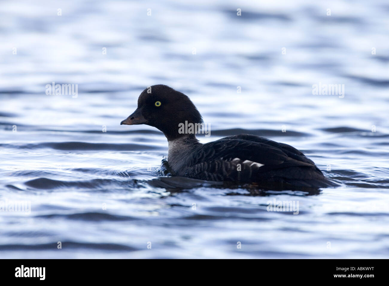 Barrow's Goldeneye Female Stock Photo - Alamy