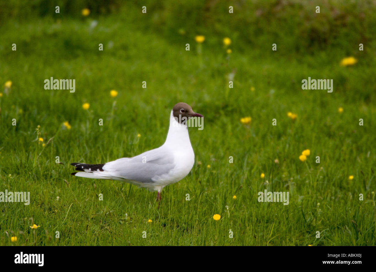 Black headed Gull in grassy field with Yellow Flowers Stock Photo - Alamy