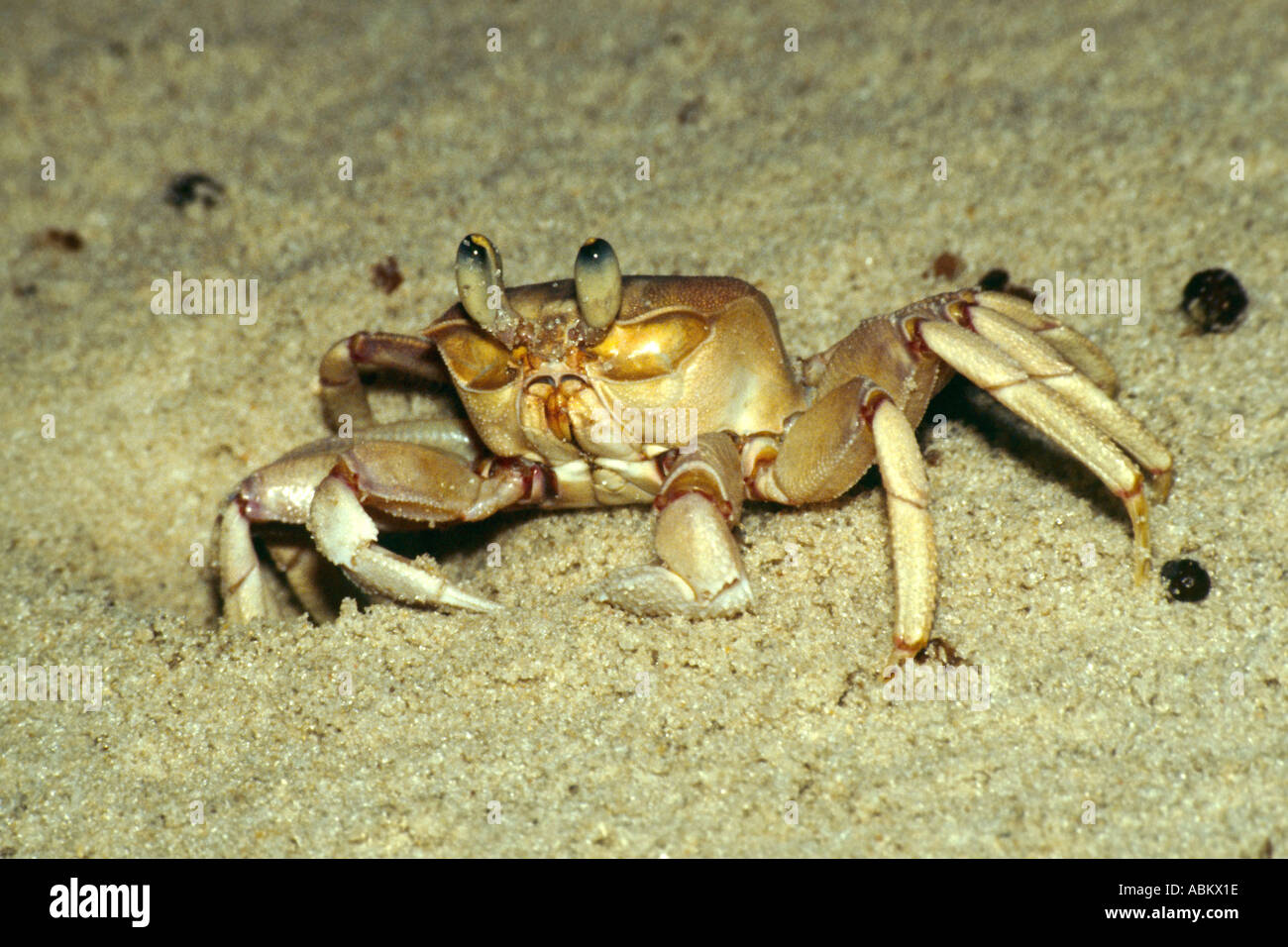 Ghost Crab At Night