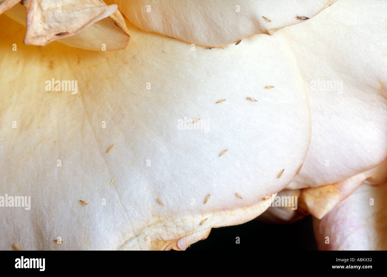 Plague thrips hi-res stock photography and images - Alamy