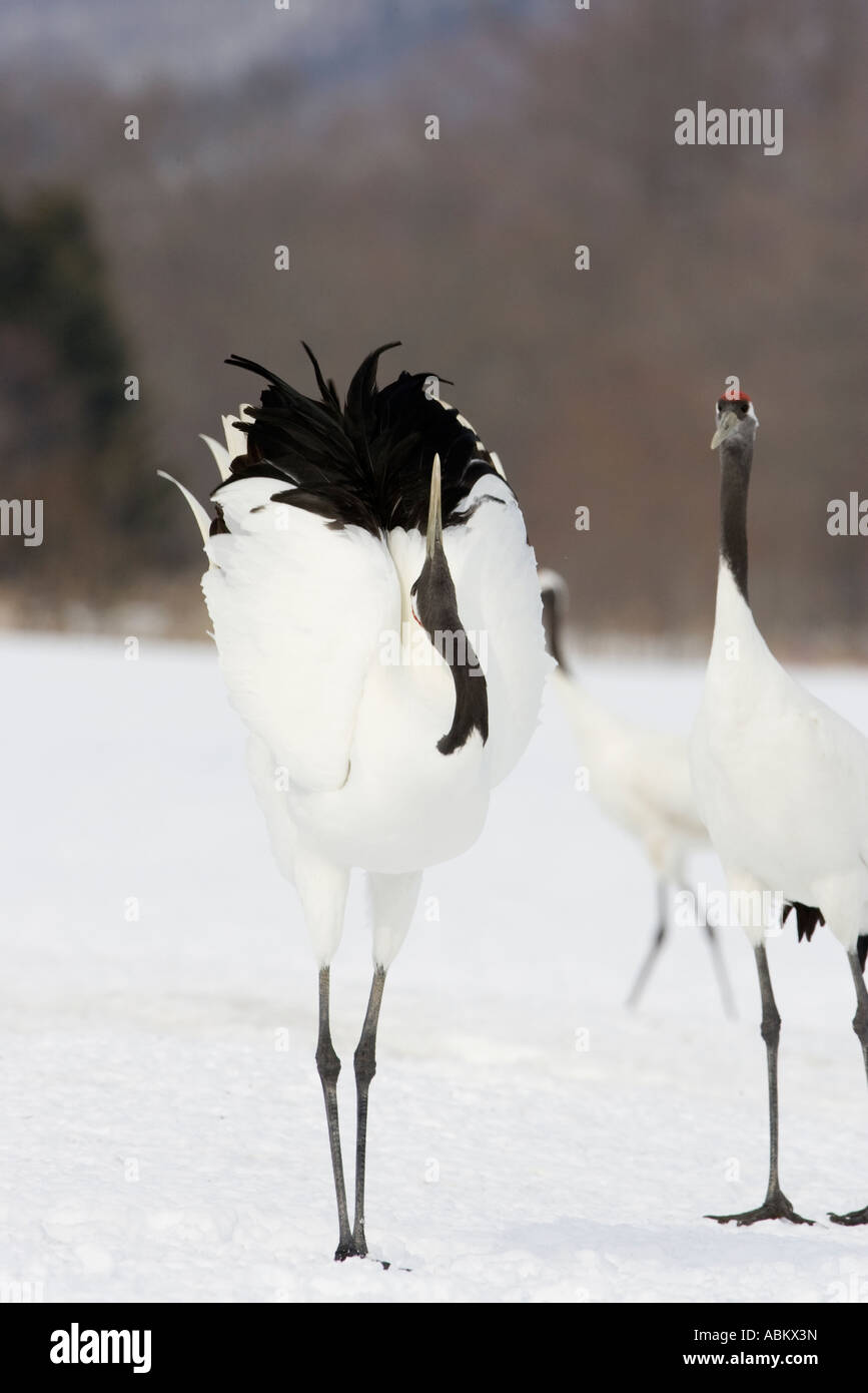 Japanese Crane Displaying Stock Photo - Alamy