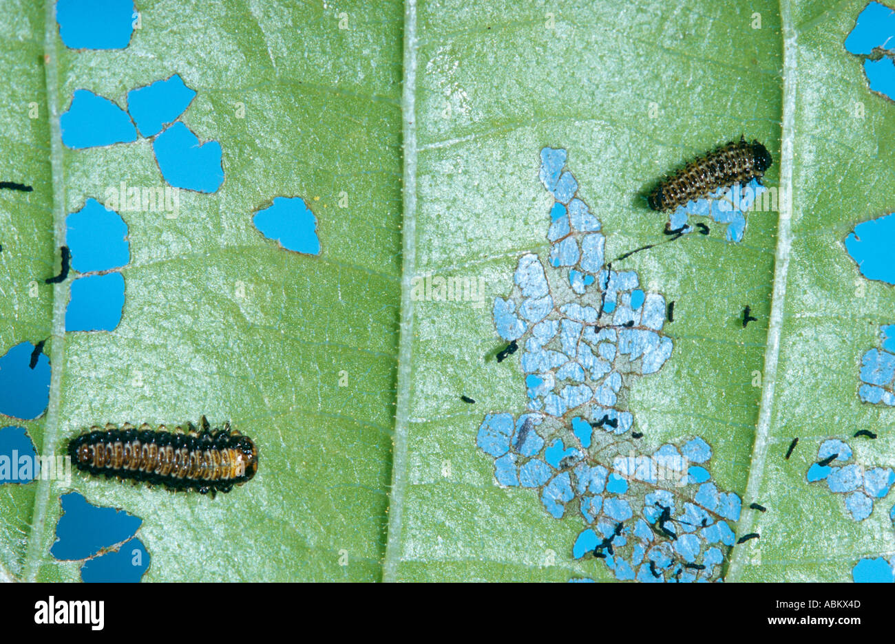 Elm leaf beetle larvae and leaf damage Stock Photo - Alamy