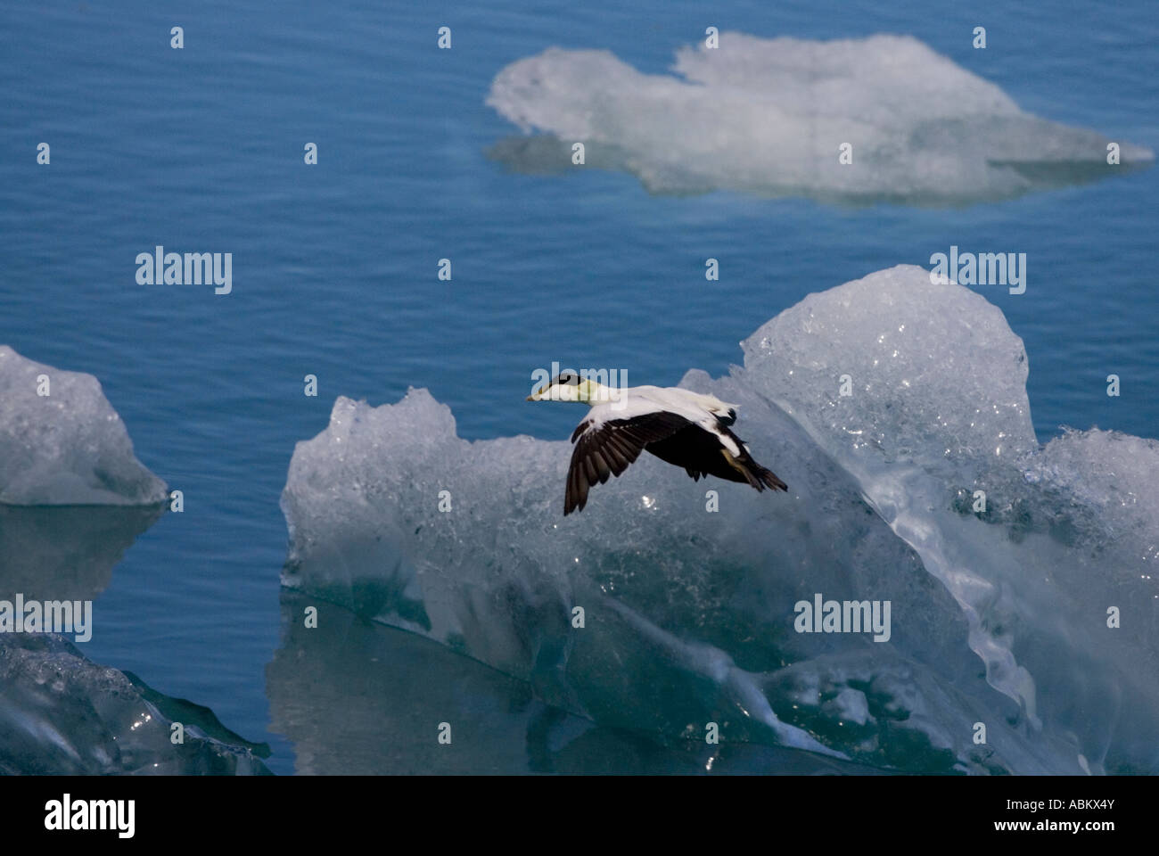 Common Eider Drake in Flight over Icebergs Stock Photo - Alamy