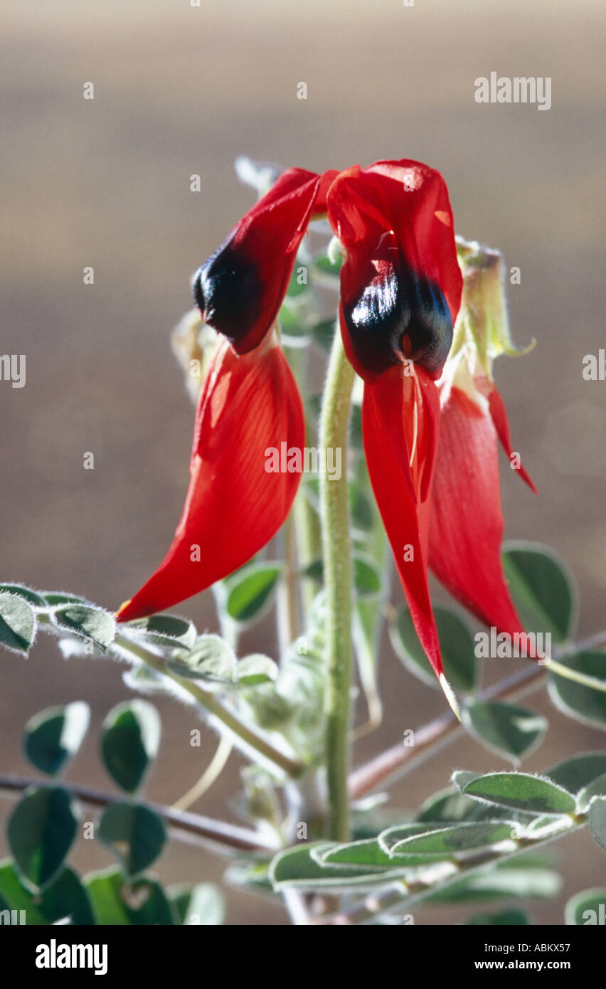 Sturt's Desert Pea flower Stock Photo - Alamy