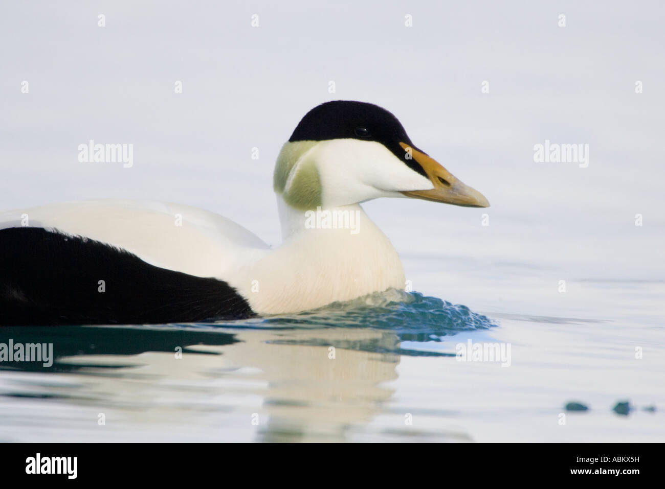Common Eider Drake Portrait Stock Photo - Alamy