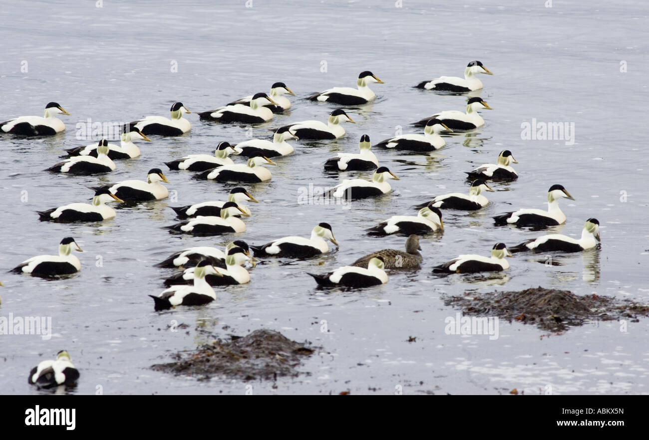 Common Eider large Flock of Males Stock Photo - Alamy