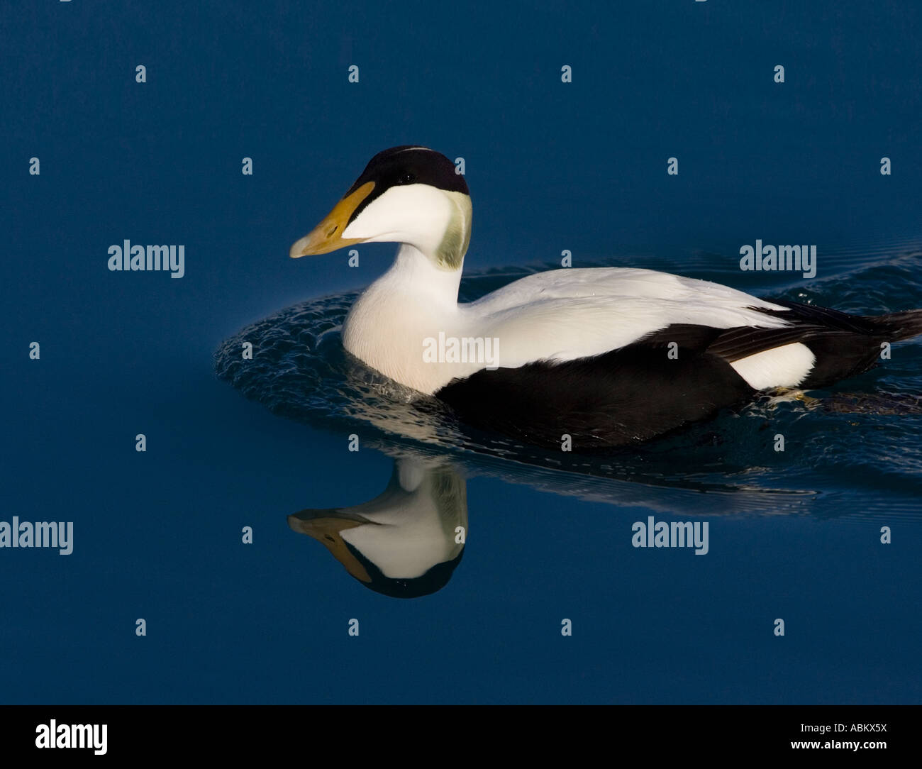 Common Eider Drake Reflection Stock Photo - Alamy