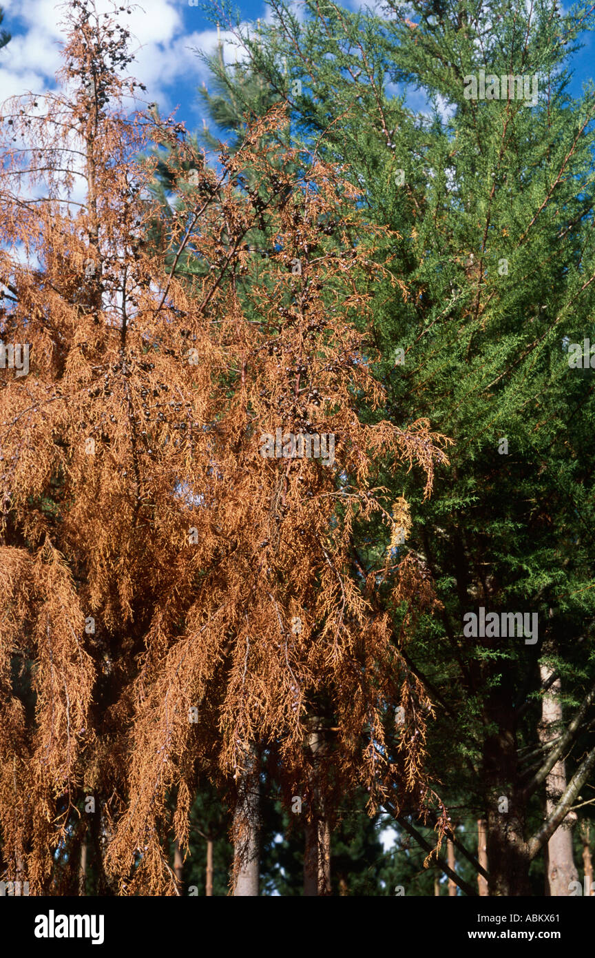 Cypress canker symptoms on conifer trees Stock Photo - Alamy