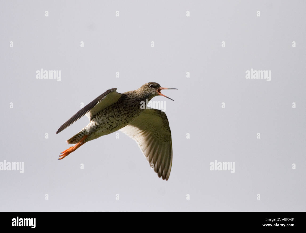 Common Redshank Calling in Flight Stock Photo - Alamy
