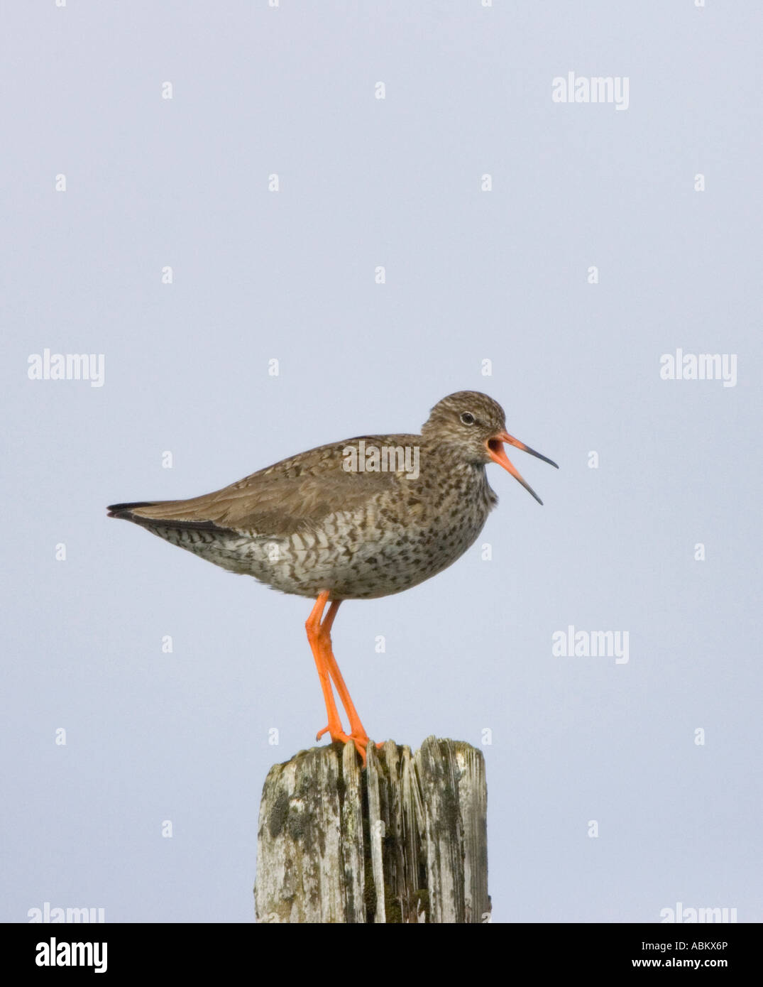 Common Redshank calling Stock Photo - Alamy
