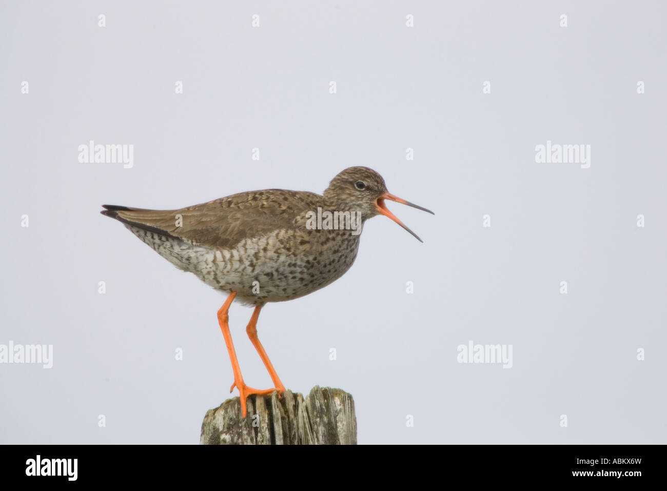 Common Redshank Calling Stock Photo - Alamy