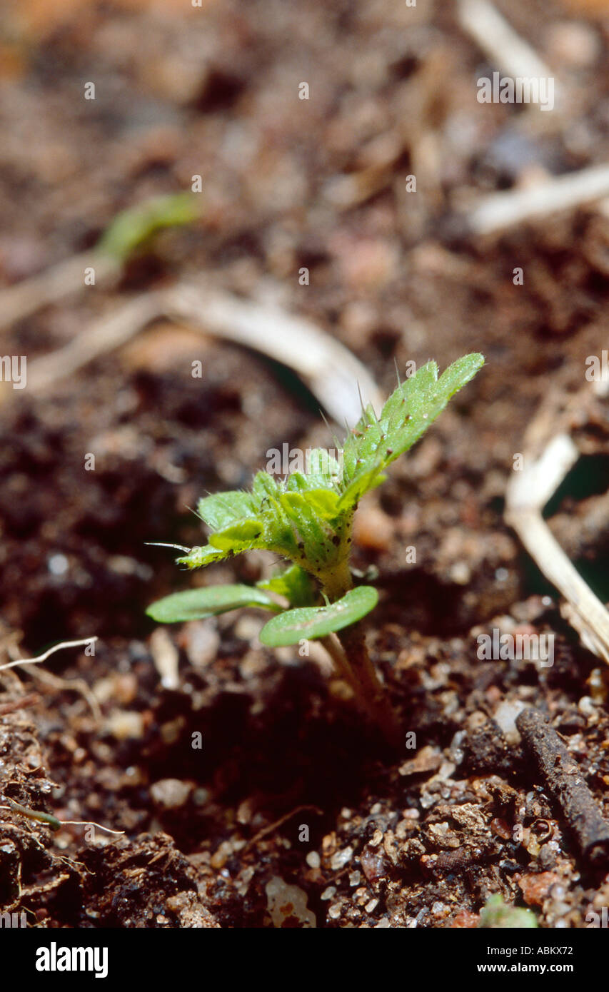 Close up of stinging nettle seedling Stock Photo - Alamy