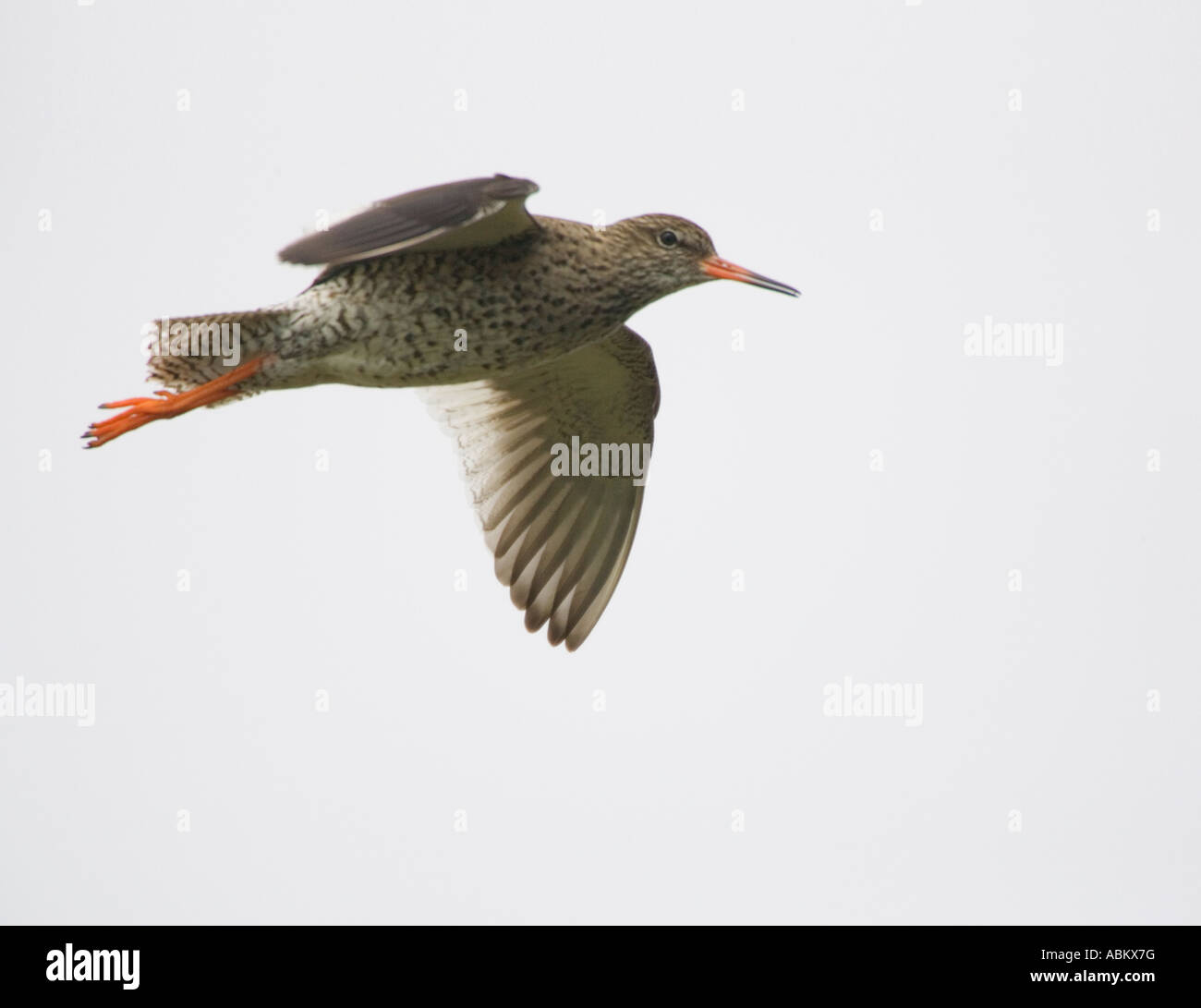 Common Redshank Flying Stock Photo - Alamy