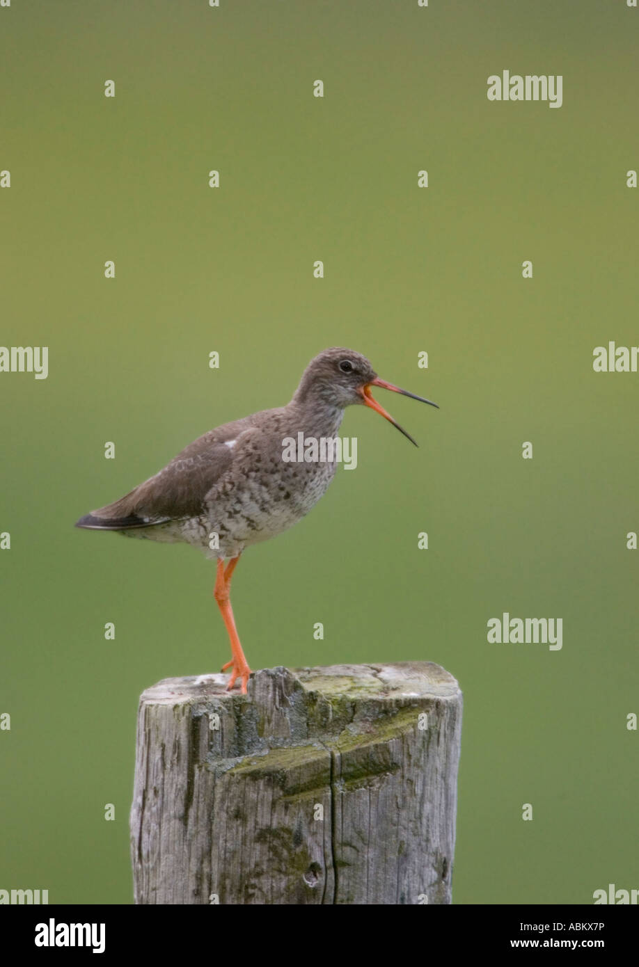 Common Redshank Calling Stock Photo - Alamy