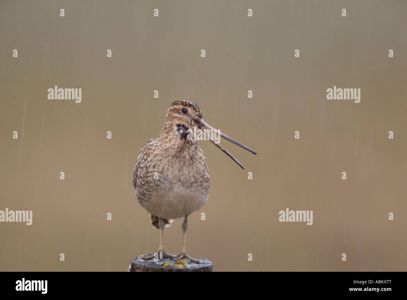 Common Snipe Calling Stock Photo - Alamy