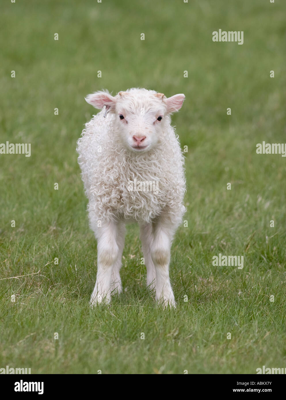 Cute lamb facing camera iceland hi-res stock photography and images - Alamy