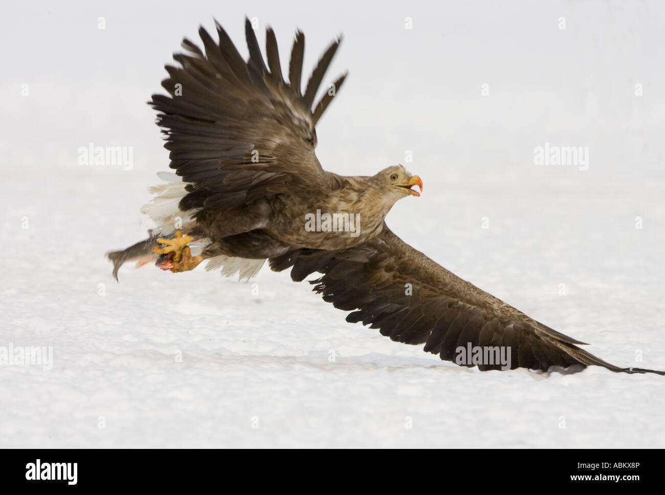 Bird with deformed beak hi-res stock photography and images - Alamy