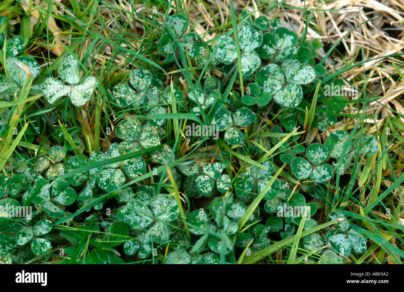 Redlegged earth mite damage on clover Stock Photo - Alamy