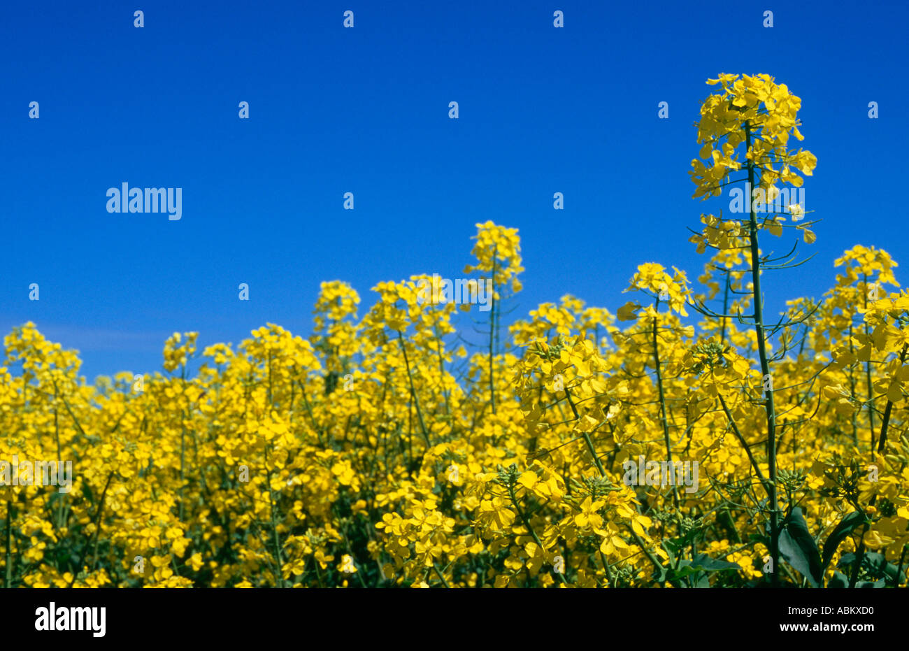Canola crop flowering in Australia Stock Photo - Alamy