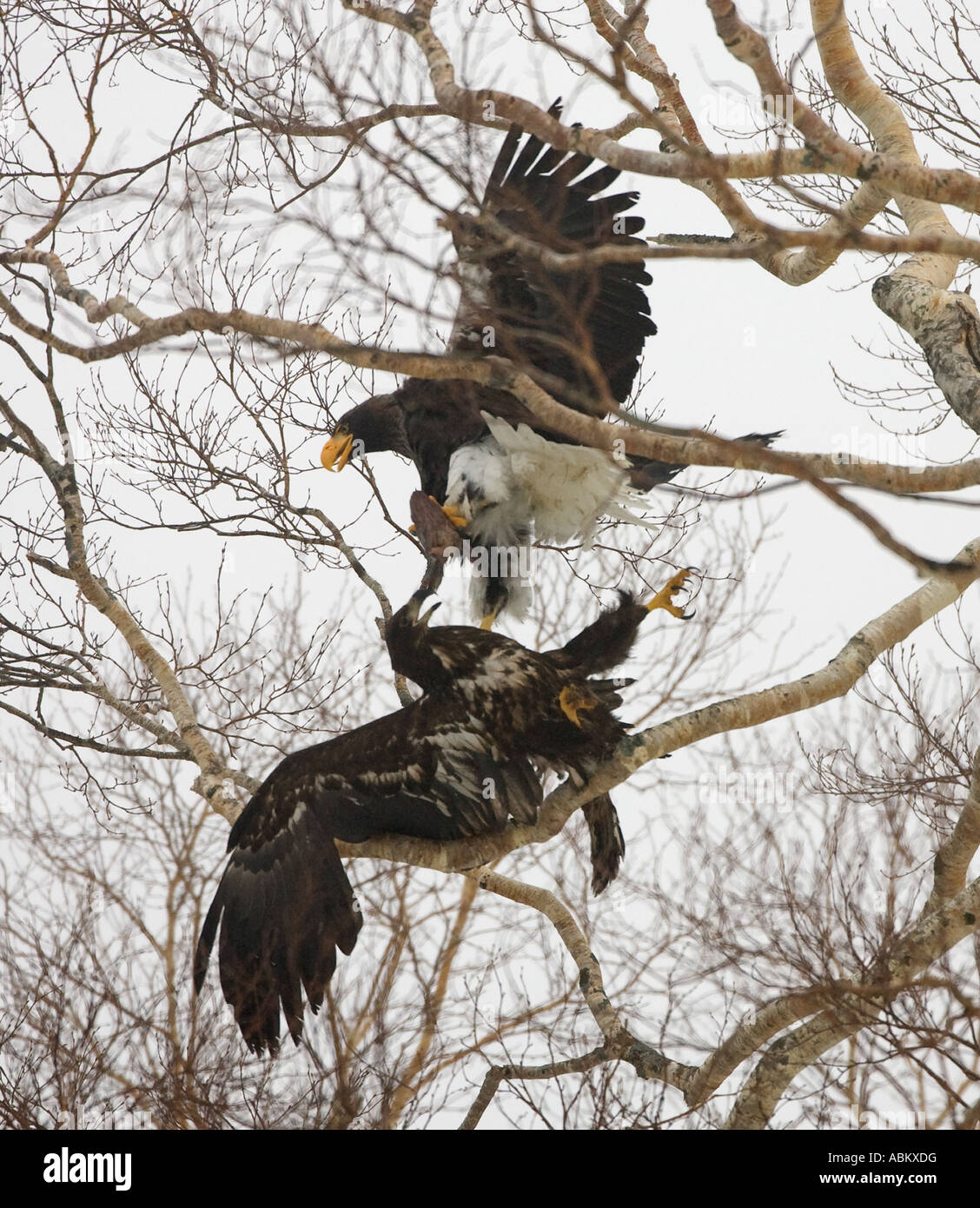Fish fight hi-res stock photography and images - Alamy
