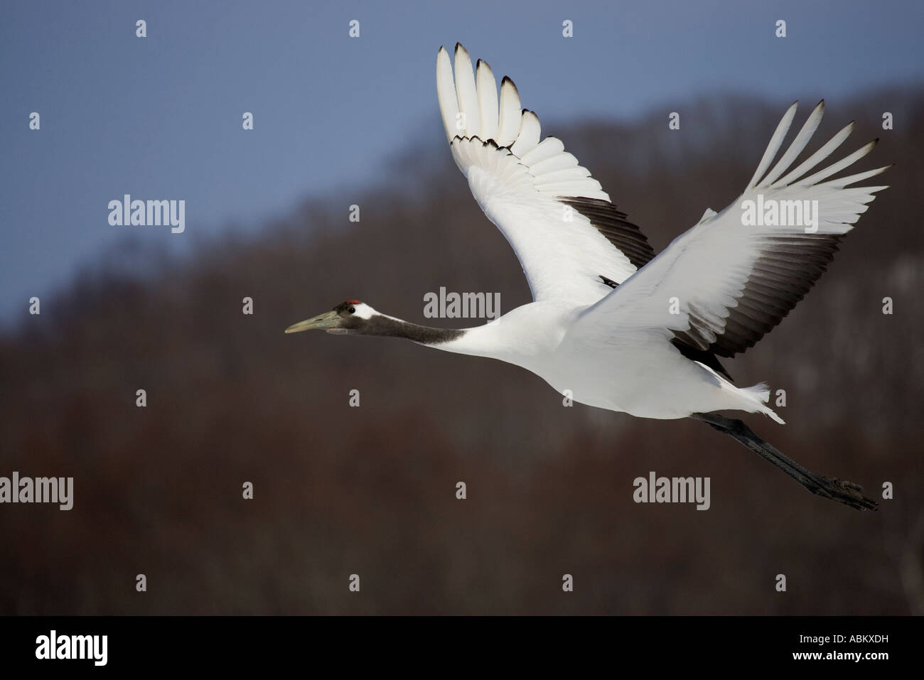 Japanese red crowned Crane in Flight Stock Photo - Alamy