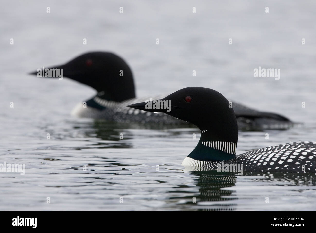 Great Northern Diver Pair Stock Photo - Alamy