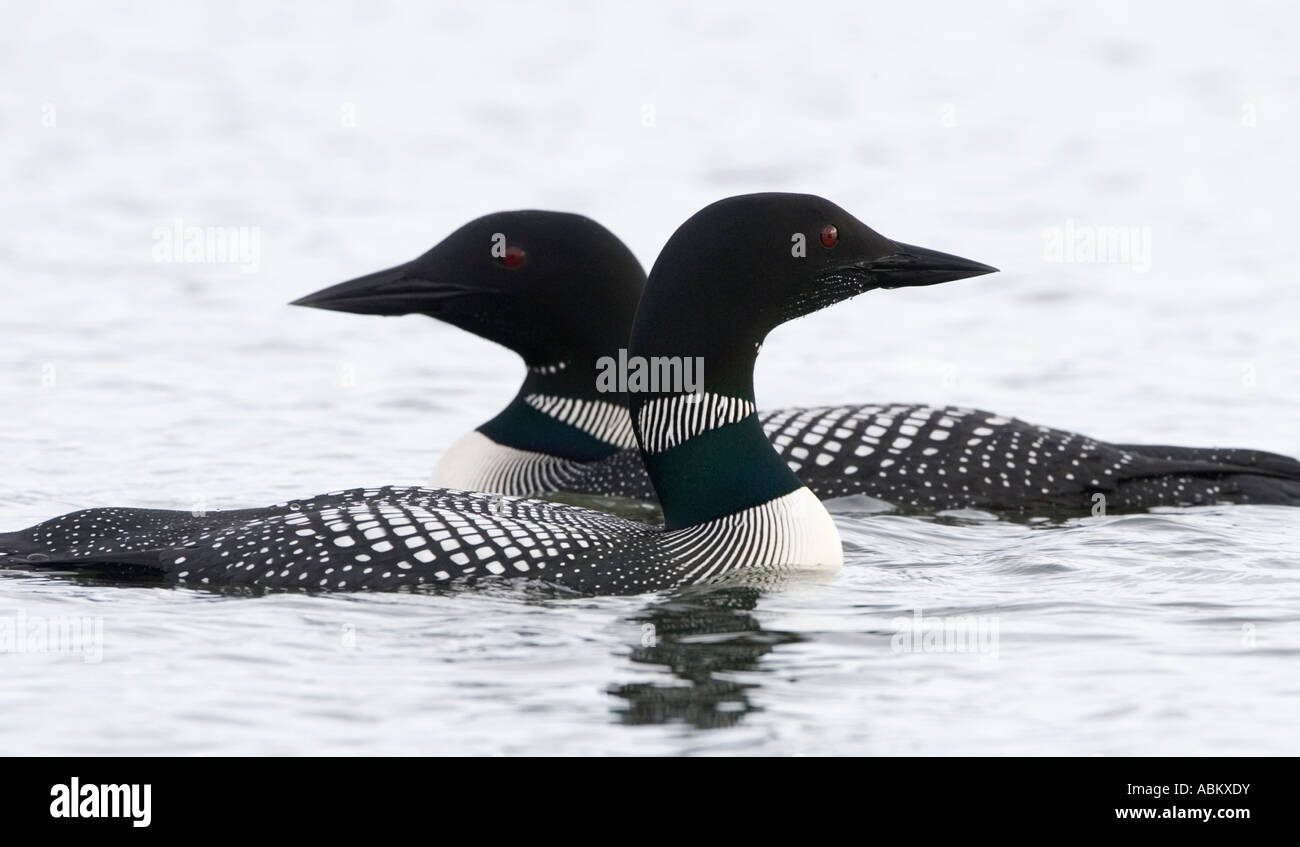 Great northern diver pair hi-res stock photography and images - Alamy