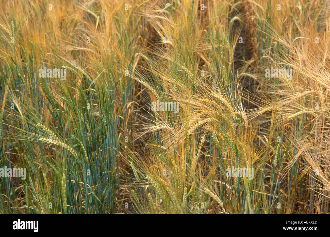 Barley crop with some weedy wheat Stock Photo - Alamy