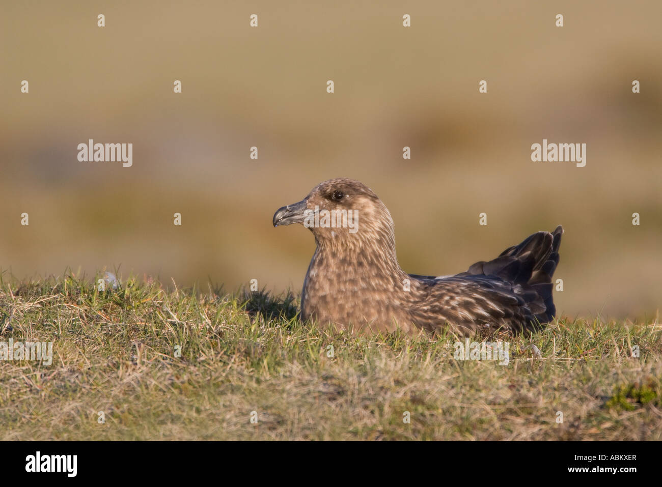 Great Skua on Nest Stock Photo - Alamy