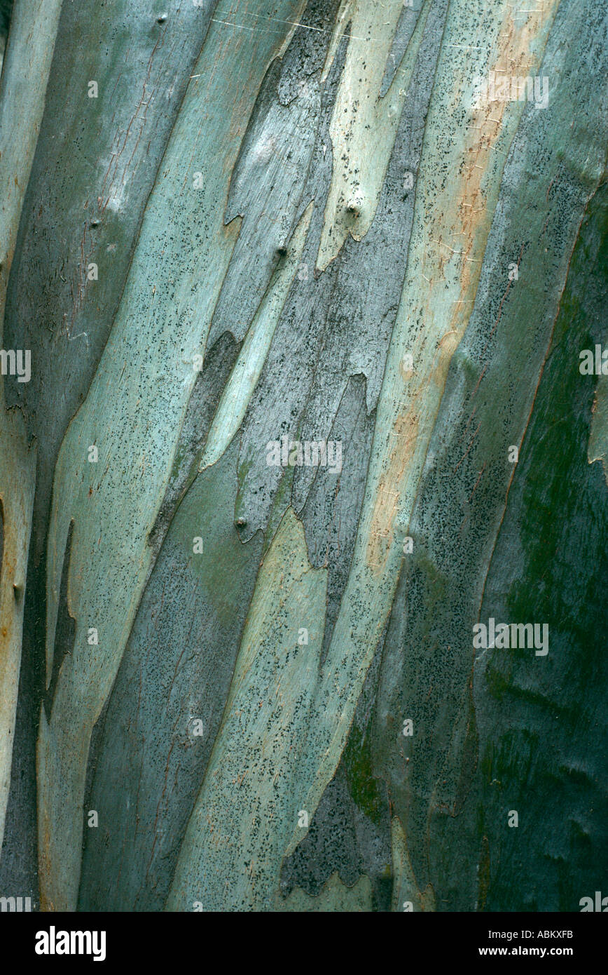 Alpine snow gum eucalyptus hi-res stock photography and images - Alamy