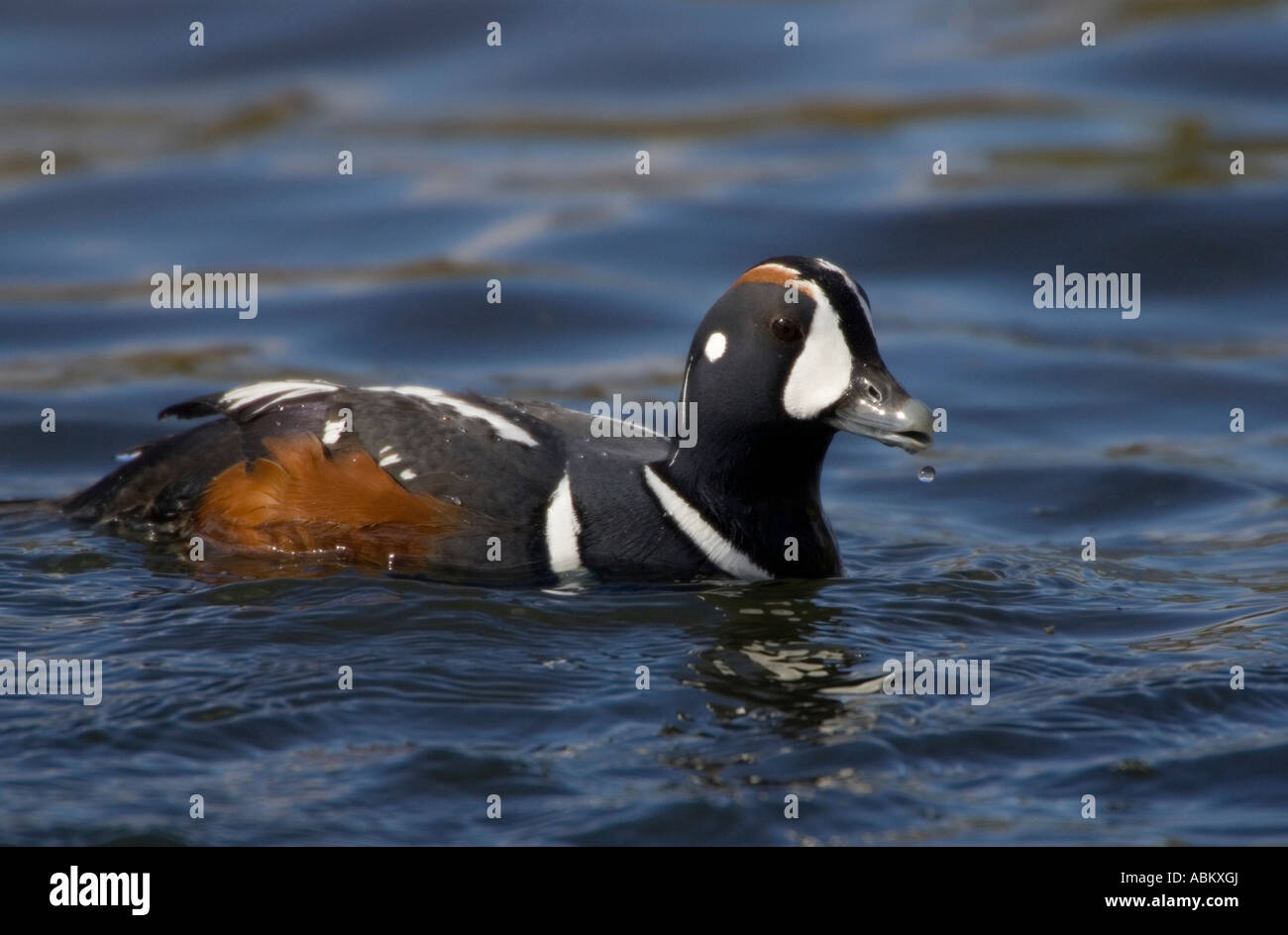Harlequin Duck Drake with Water Dripping from Beak Stock Photo - Alamy