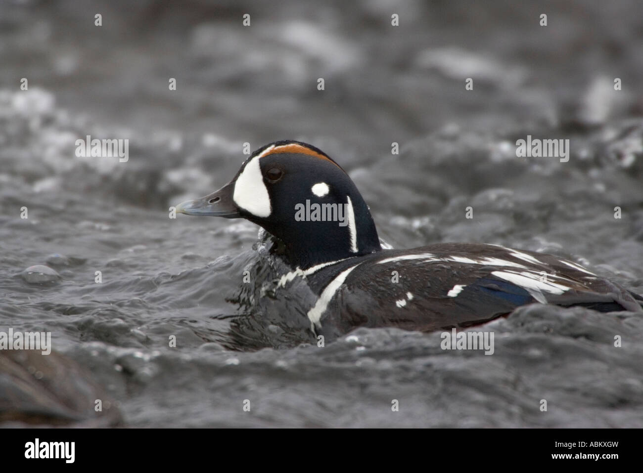 Moving duck hi-res stock photography and images - Alamy