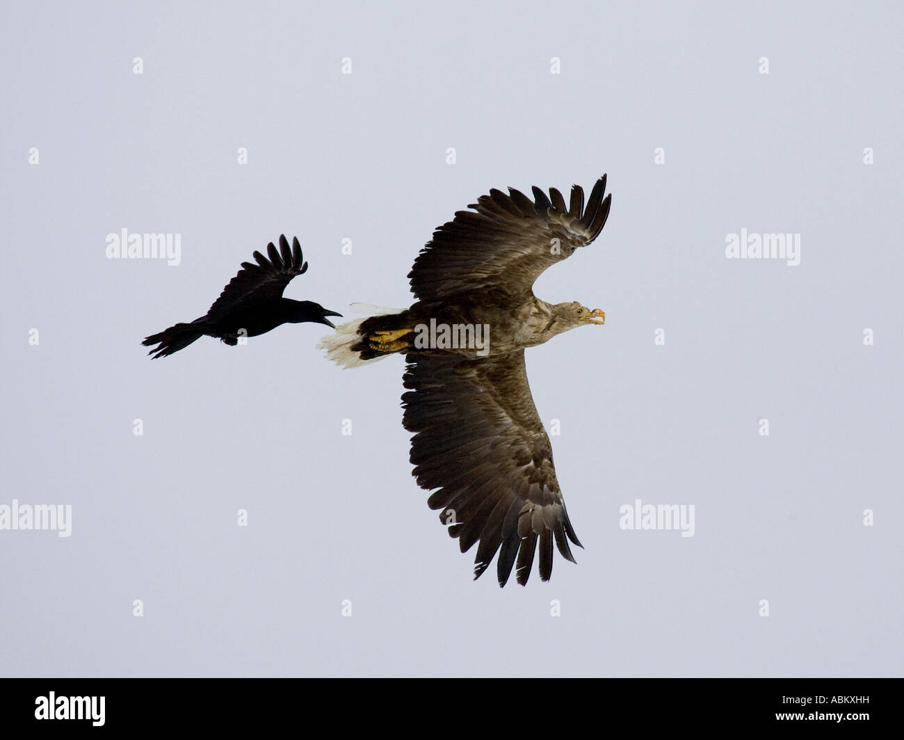 Crow Chasing White tailed Sea Eagle Flight Stock Photo - Alamy