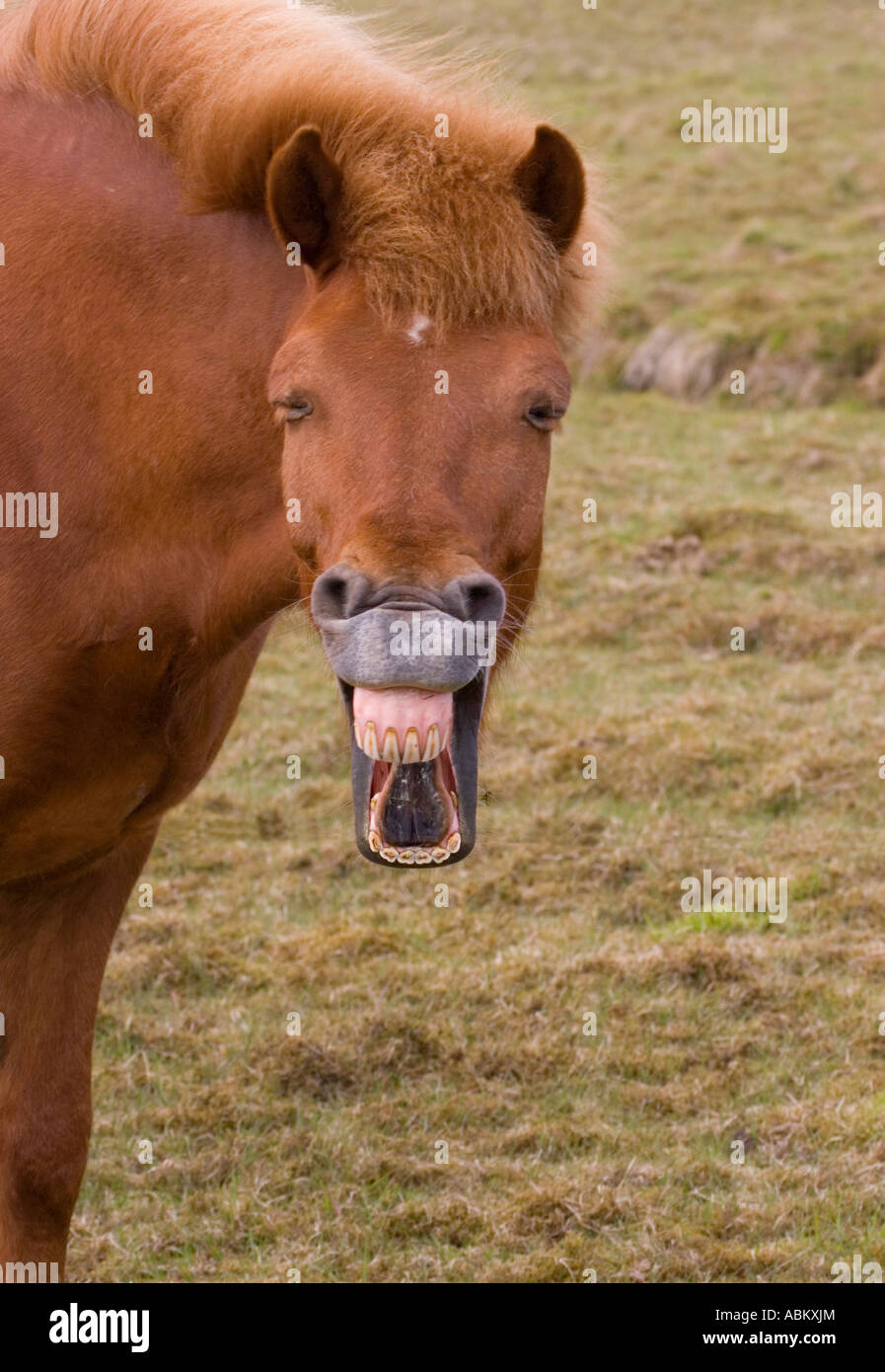 Horse mouth wide open hi-res stock photography and images - Alamy