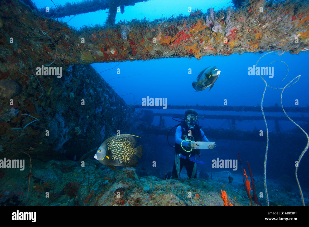 scuba diver in shipwreck "Rum Runner" and drawing French Angelfish ...