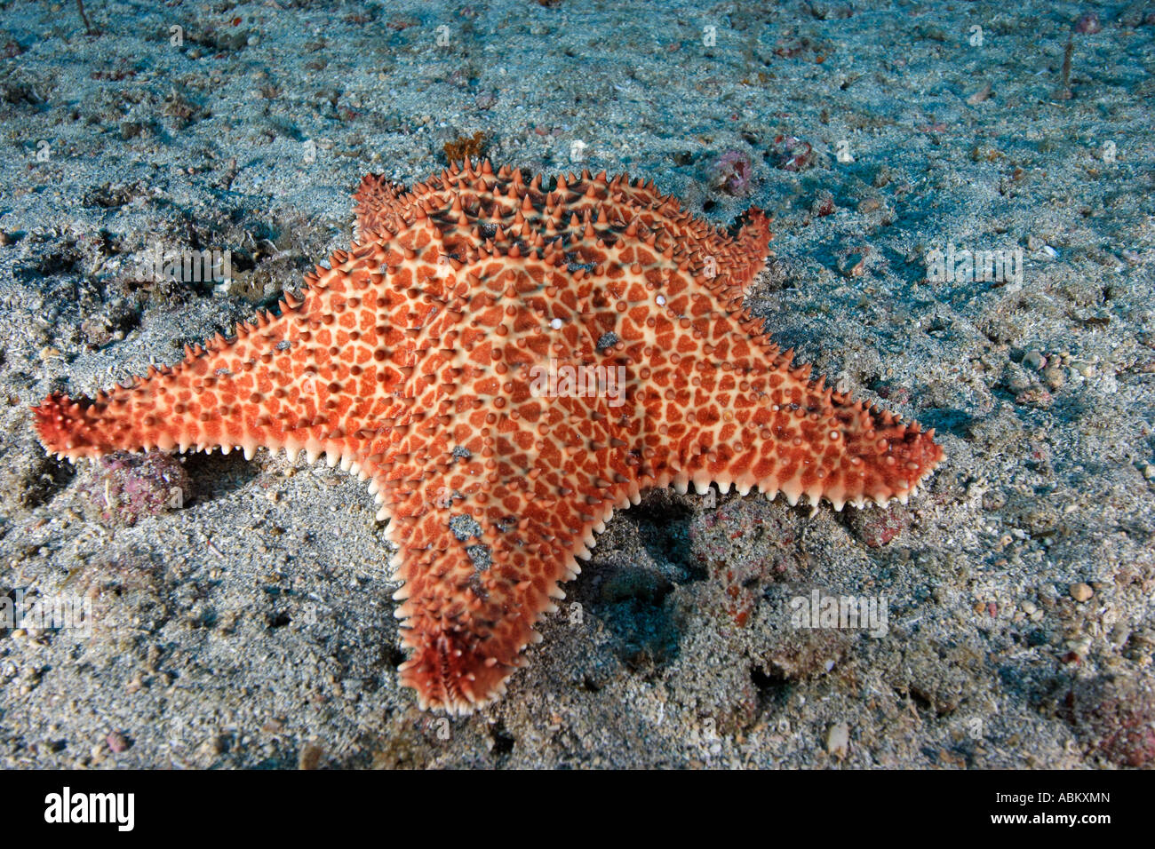 Cushion sea star at the seafloor, Oreaster reticulatus Stock Photo - Alamy