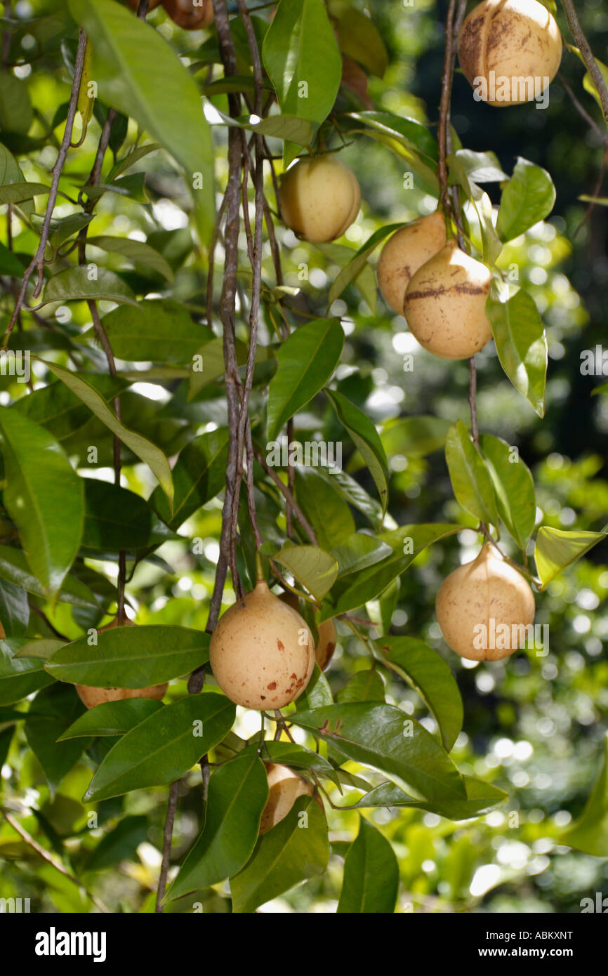 Nutmeg mace tree myristica hi-res stock photography and images - Alamy