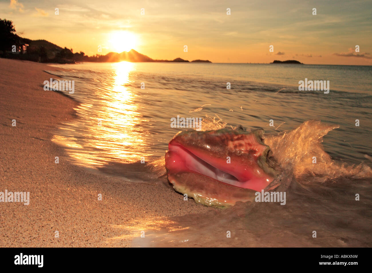conch shell on the beach in the sunset Strombus gigas Stock Photo - Alamy