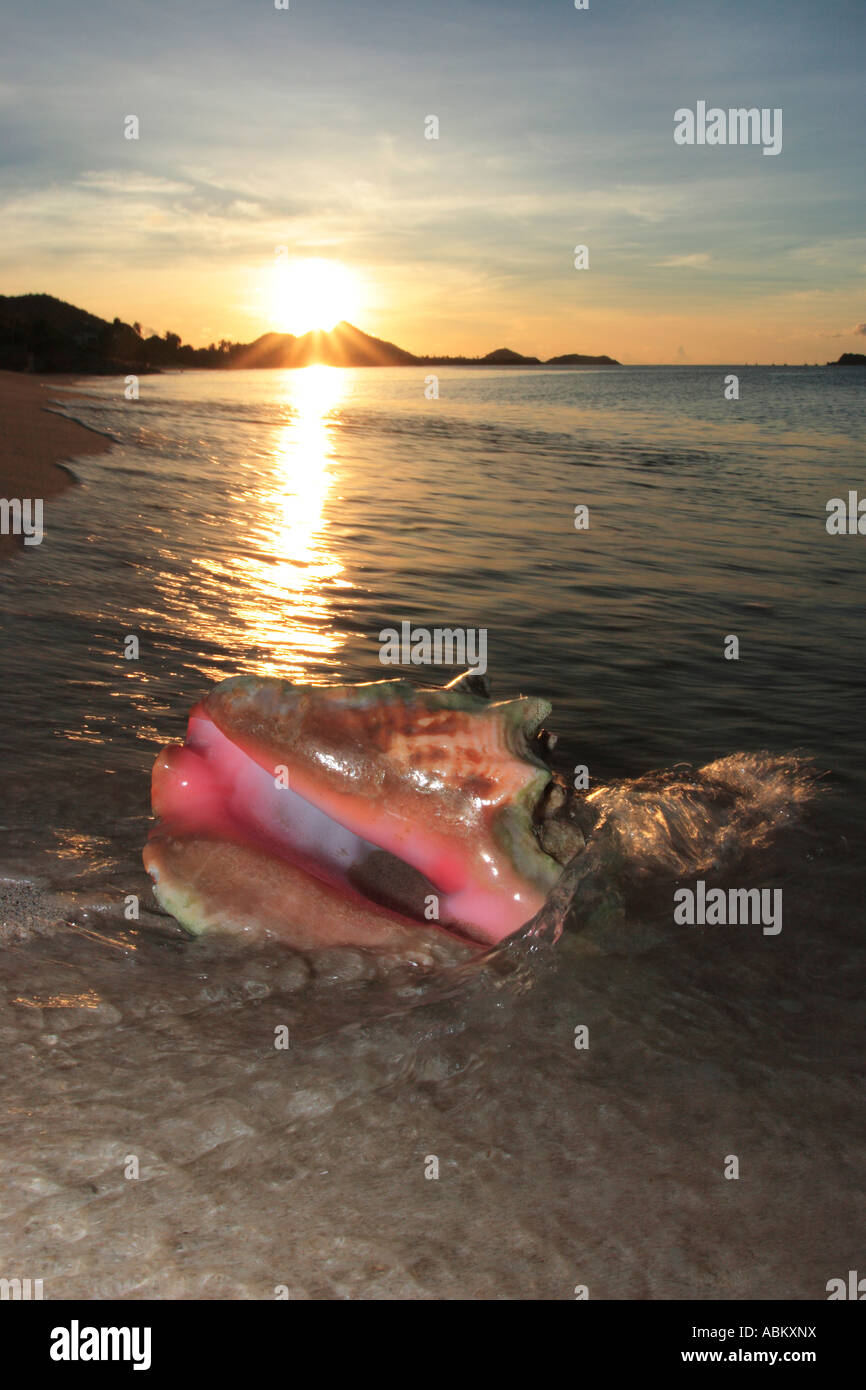 conch shell on the beach in the sunset Stock Photo - Alamy