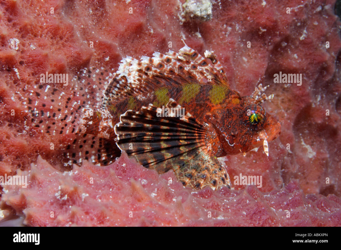 Shortfin lionfish Dendrochirus brachypterus Stock Photo - Alamy